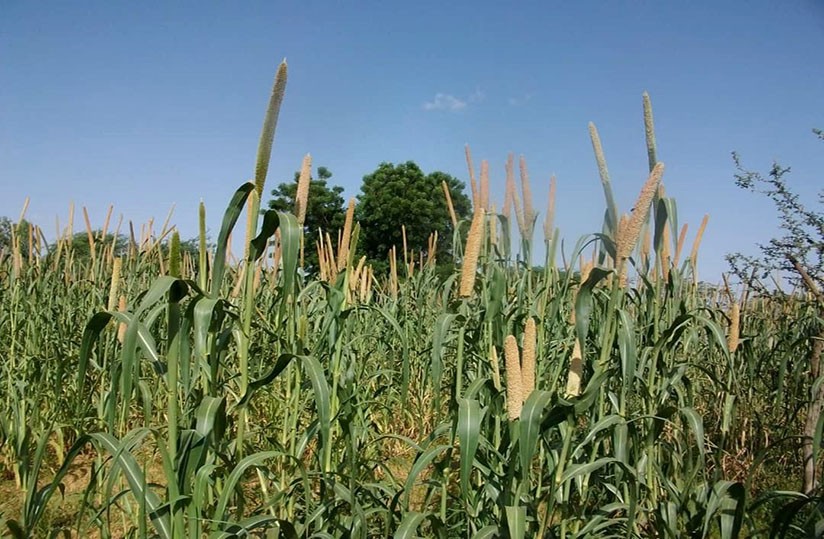 ‘Le mil représente 62% de la ration alimentaire du nigérien’