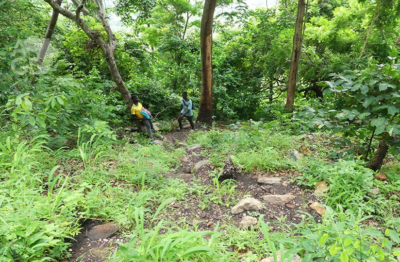 Le Togo réévalue son patrimoine forestier