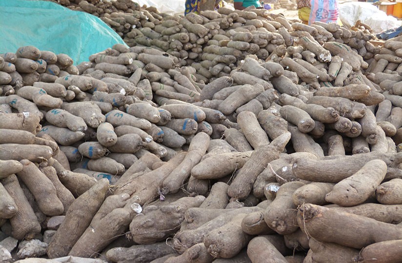 ‘Ghana reaching the world’s largest exporter of yam’