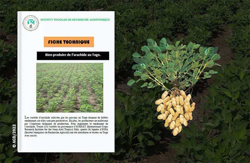 Comment réussir la culture d’arachide