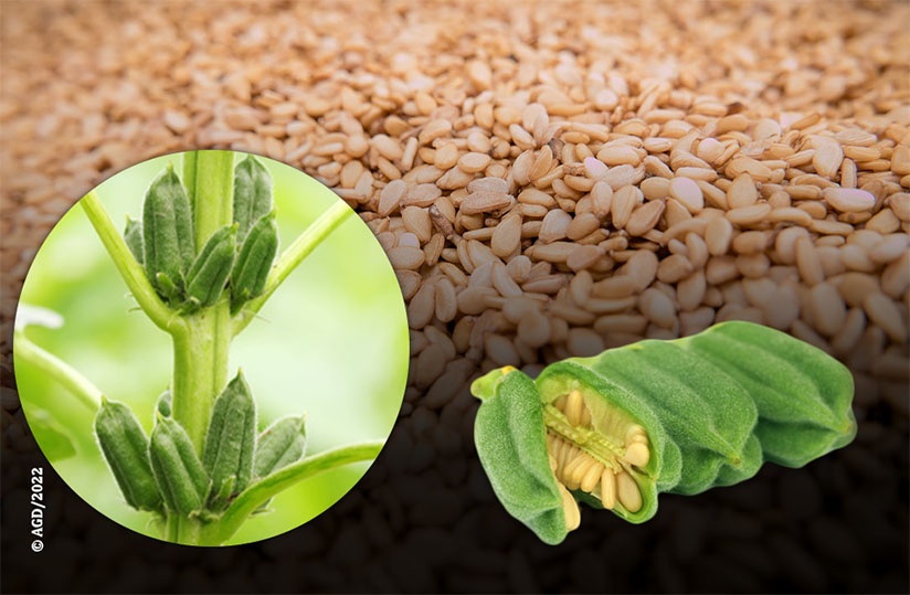 Comment réussir la culture du sésame