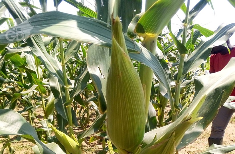 Une nouvelle variété de maïs hybride à haut potentiel pour les ...