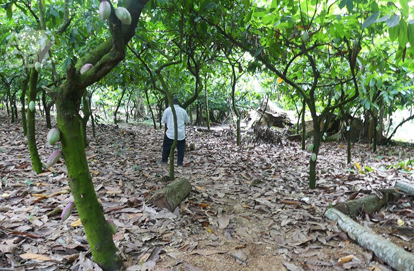 Irriguer les plantations de Cacao