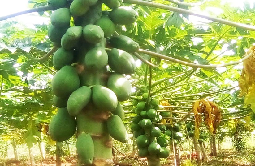 Papaye solo, très appréciée et rentable