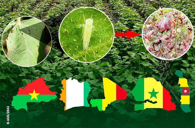 Coton : l’impitoyable attaque précoce des jassides