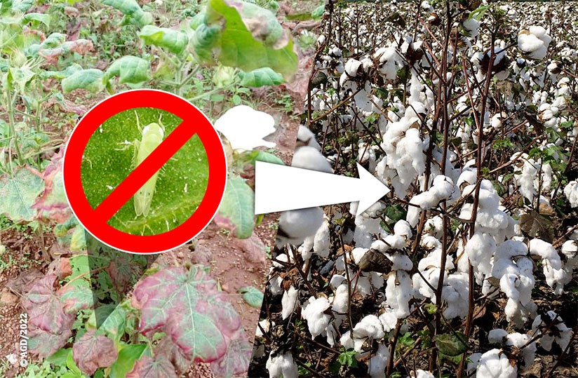 Jassides : quelques solutions pour la riposte