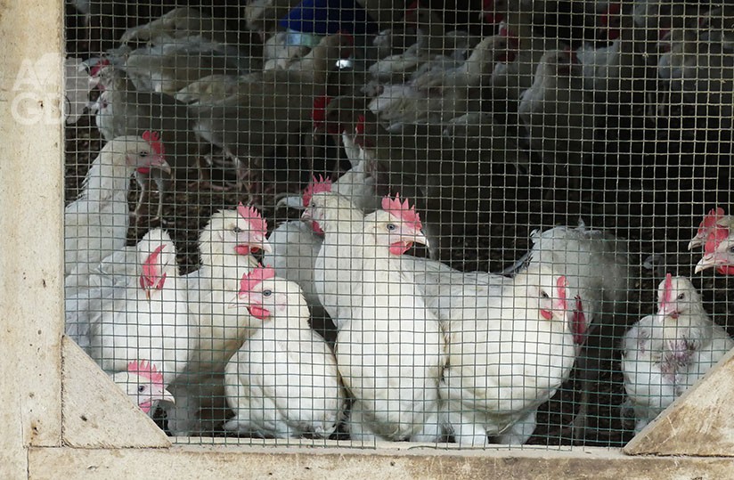 Prepare your pockets for Local chicken and guinea fowl